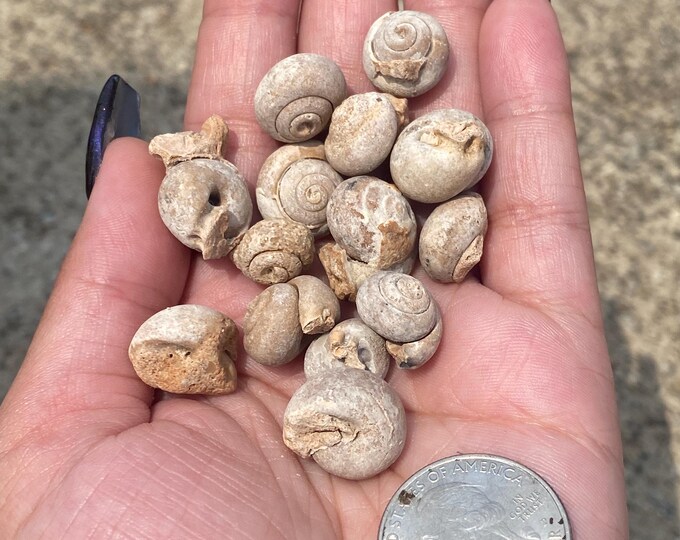 Tiny Fossilized Sea Snails: Ancient Marine Life Specimens - Etsy
