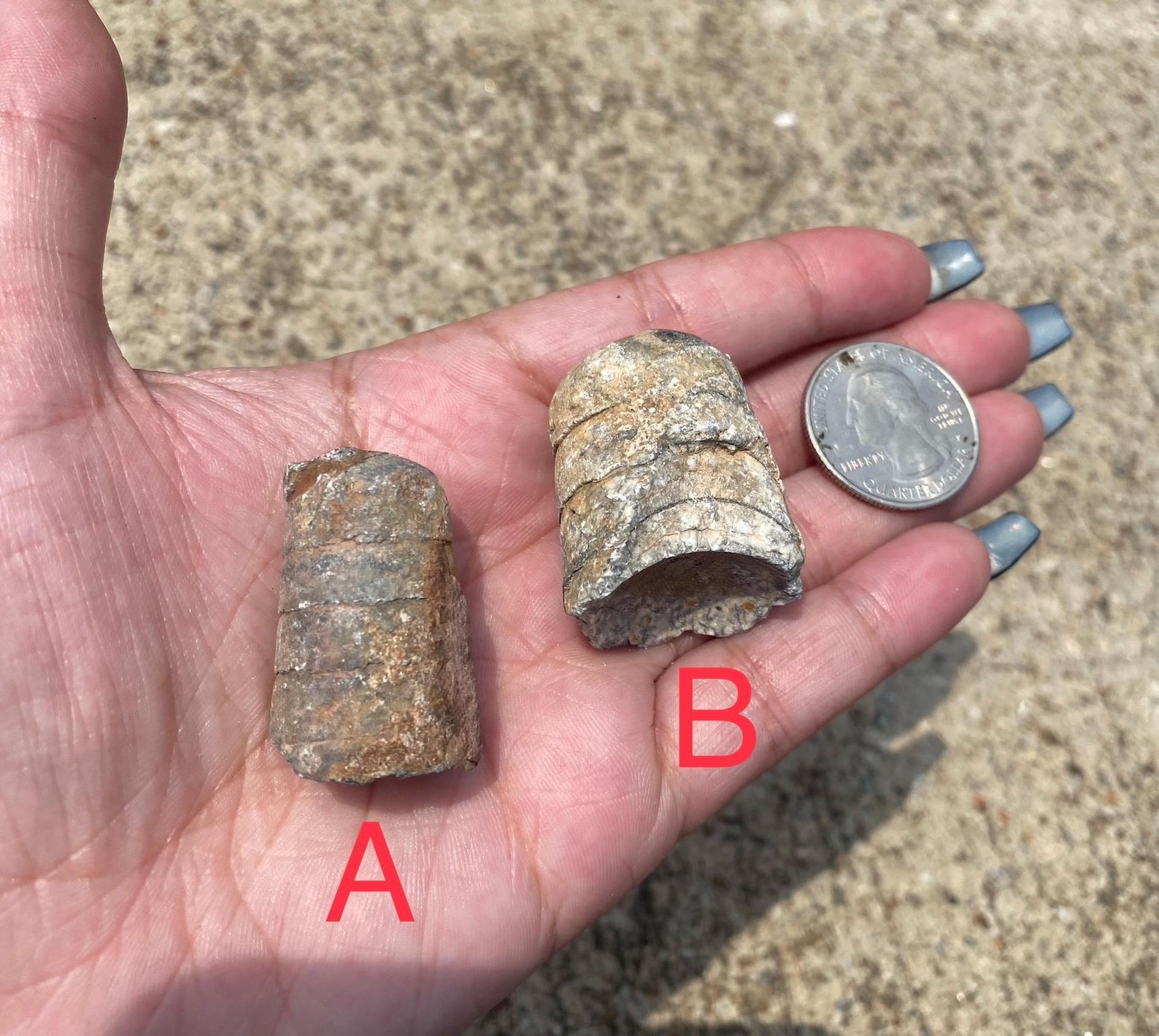 Large Crinoid Fossil Stems: Ancient Marine Life Specimens - Etsy