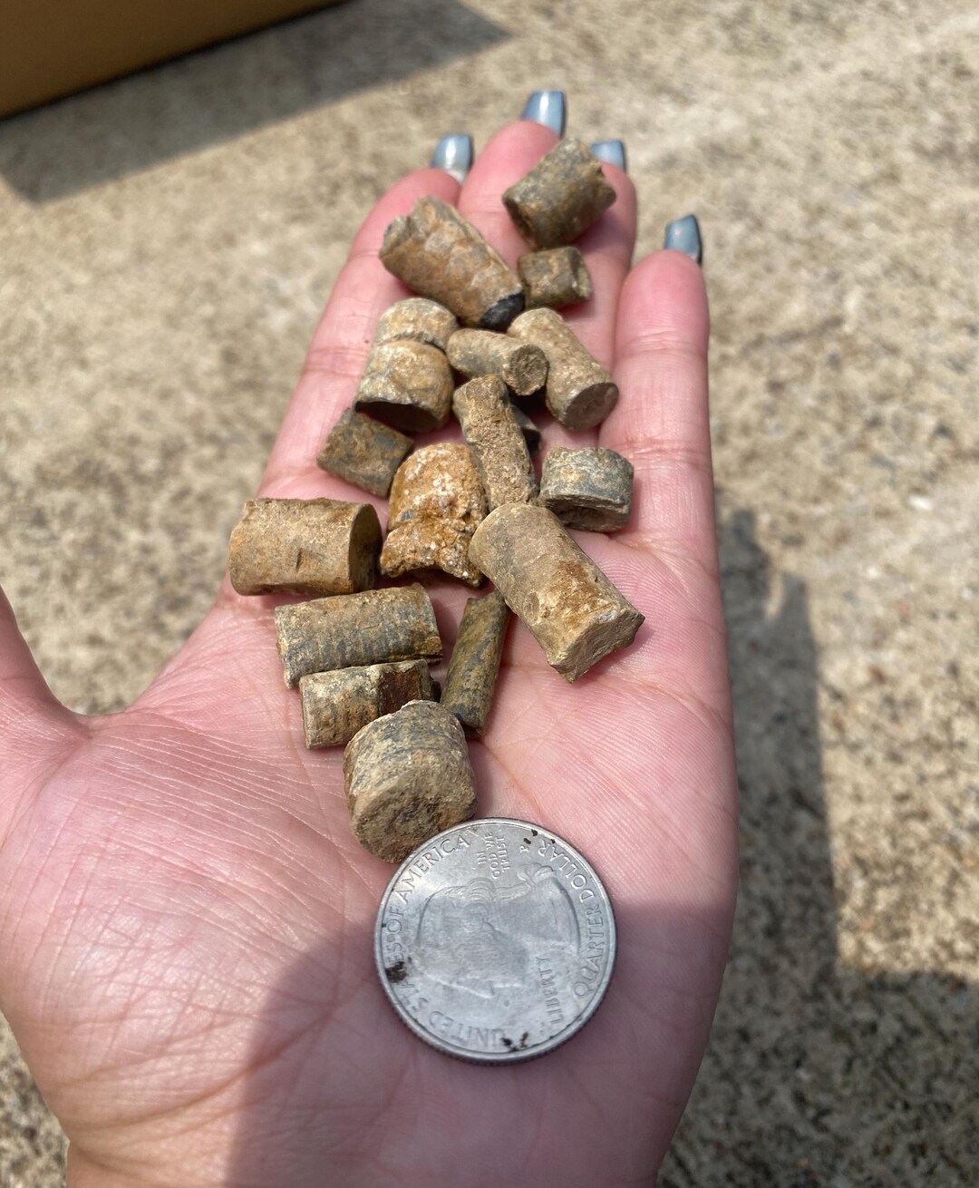 Tiny Crinoid Fossil Stems: Ancient Marine Life Specimens - Etsy