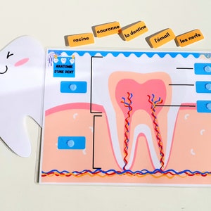 Study the Tooth, Anatomy of a Tooth, Dental Diagram, the Human Body ...