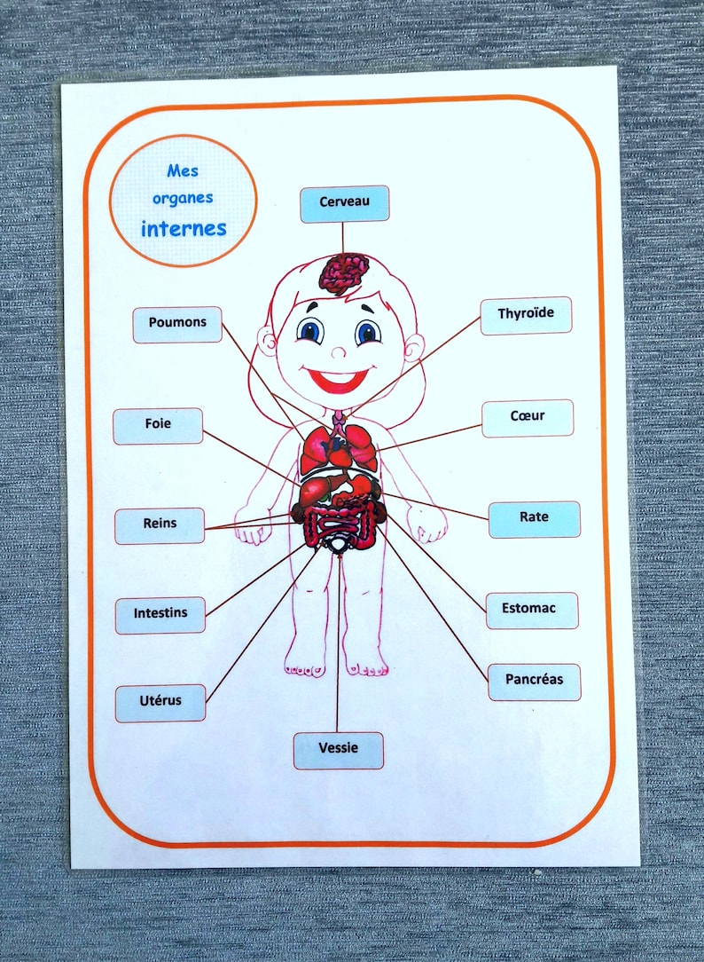 Les organe internes fille le corps humain les organes - Etsy France