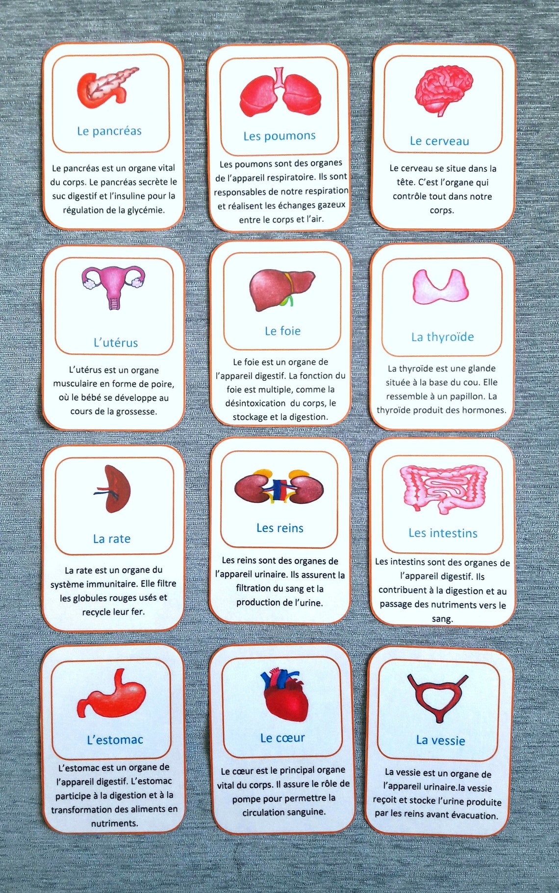 Les organe internes fille , le corps humain , les organes internes pour ...