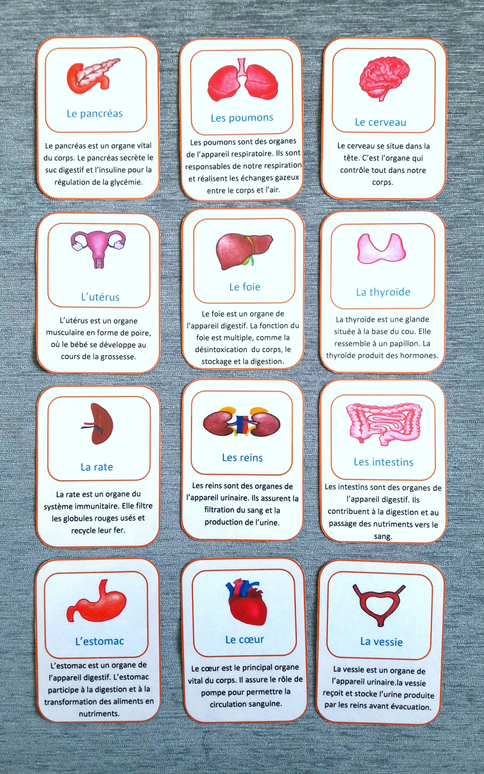 Diagramme Des Organes Du Corps Humain Pour Les Enfants