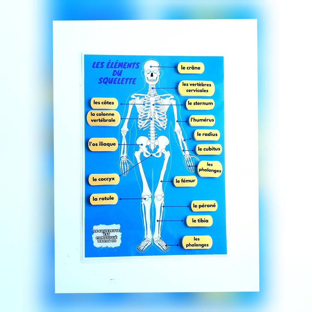 The Human Skeleton, Learning the Human Body, the Elements of the Human ...