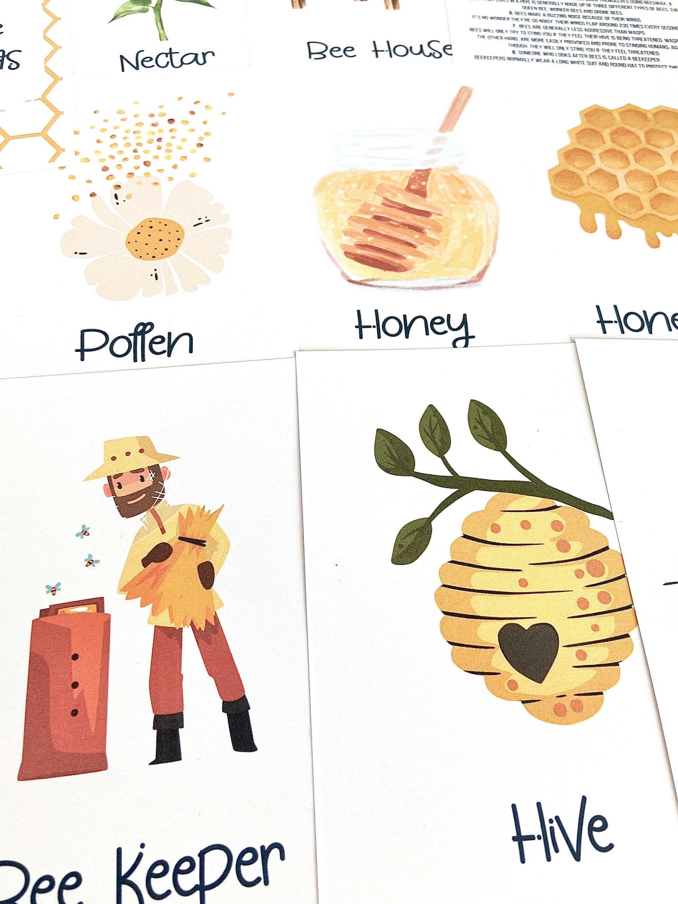 Bee Flashcards Honeybee Flashcards Nature Flashcards Bee Study ...