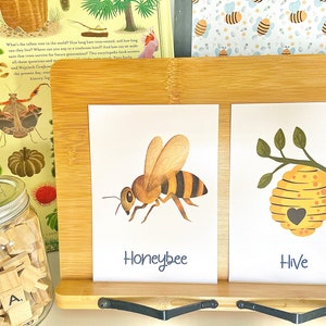 Bee Flashcards | Honeybee Flashcards | Nature Flashcards | Bee Study ...