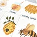 Bee Flashcards Honeybee Flashcards Nature Flashcards Bee Study ...
