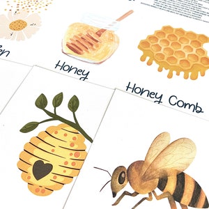 Bee Flashcards | Honeybee Flashcards | Nature Flashcards | Bee Study ...