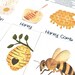 Bee Flashcards Honeybee Flashcards Nature Flashcards Bee Study ...