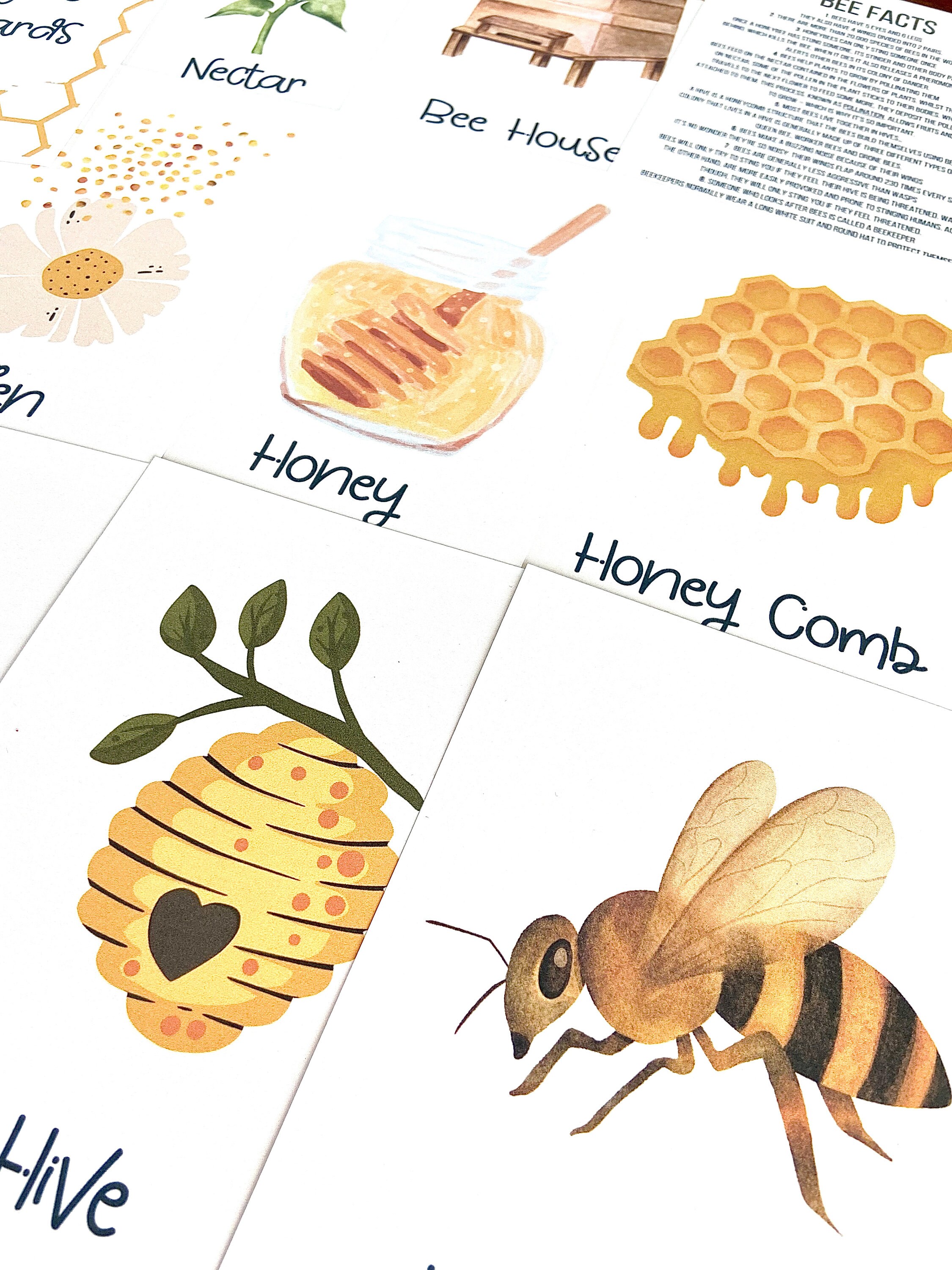 Bee Flashcards Honeybee Flashcards Nature Flashcards Bee Study ...