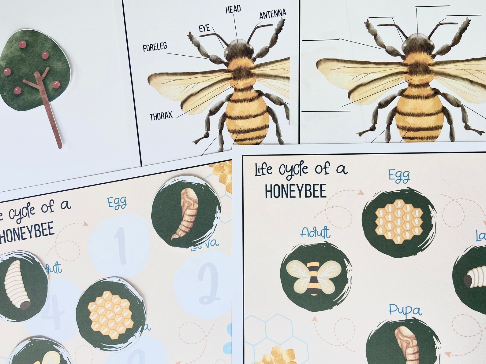 Bee Study | Honeybee Study | Bee Activities | Honeybee Lesson | Bee ...