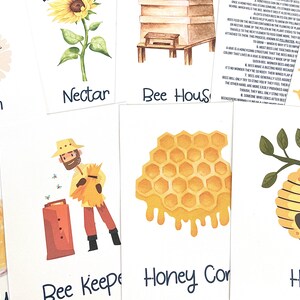 Bee Flashcards | Honeybee Flashcards | Nature Flashcards | Bee Study ...