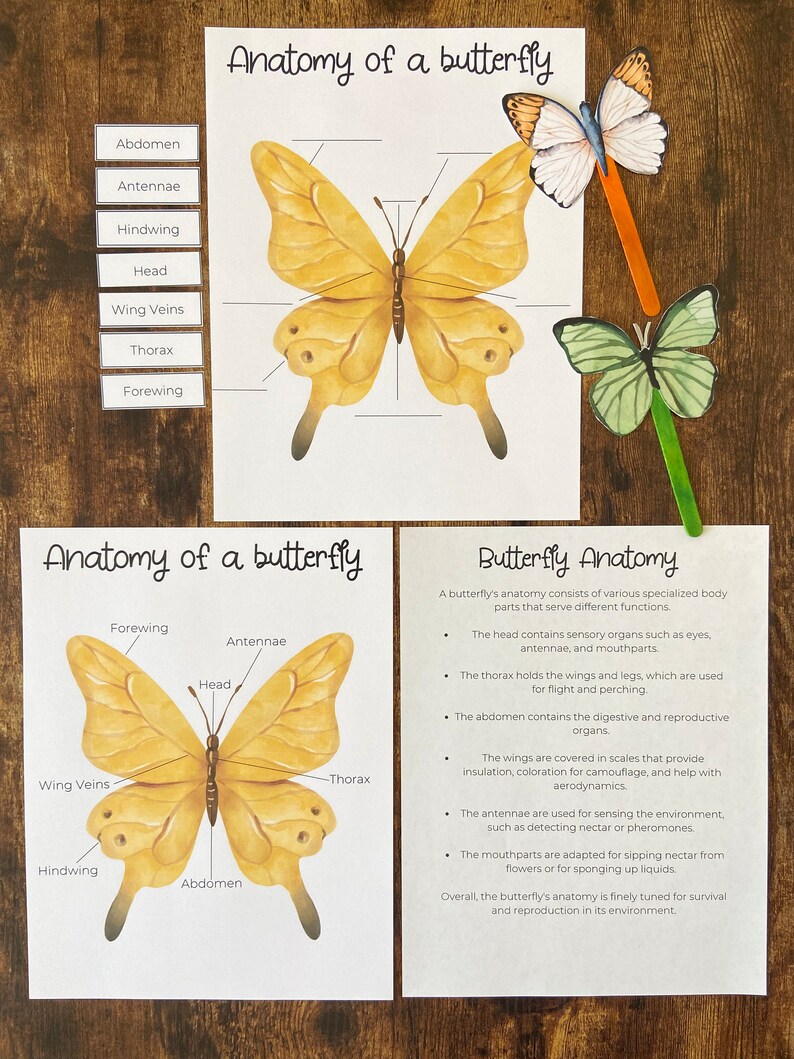 Butterfly Unit Study | Life Cycle, Anatomy, Flash Cards (digital ...