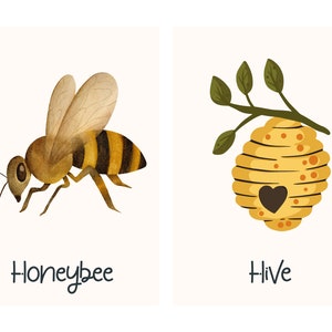 Bee Flashcards | Honeybee Flashcards | Nature Flashcards | Bee Study ...