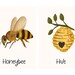 Bee Flashcards Honeybee Flashcards Nature Flashcards Bee Study ...