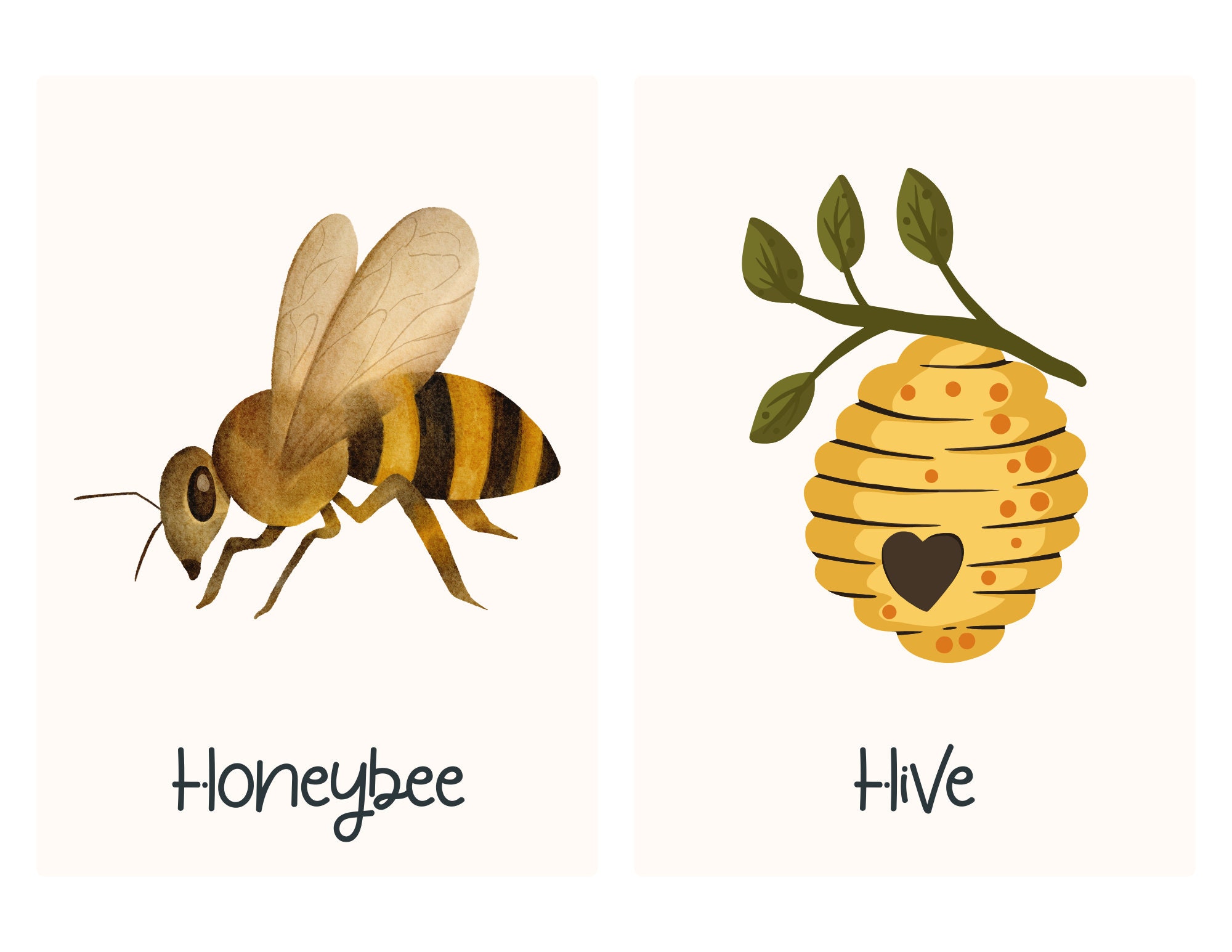 Bee Flashcards | Honeybee Flashcards | Nature Flashcards | Bee Study ...