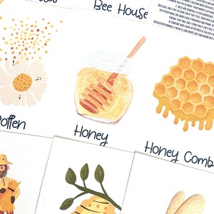 Bee Flashcards | Honeybee Flashcards | Nature Flashcards | Bee Study ...