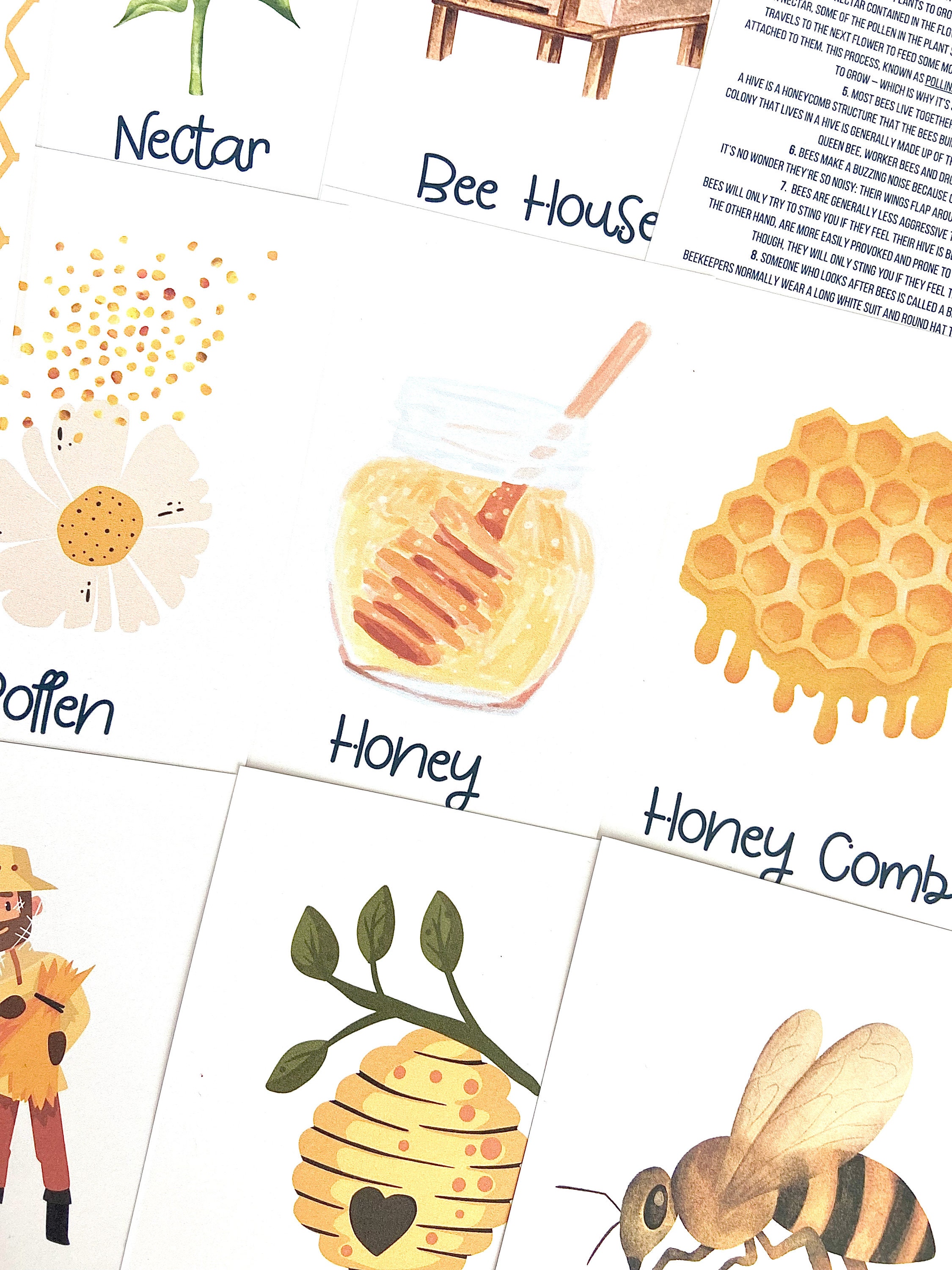 Bee Flashcards Honeybee Flashcards Nature Flashcards Bee Study ...