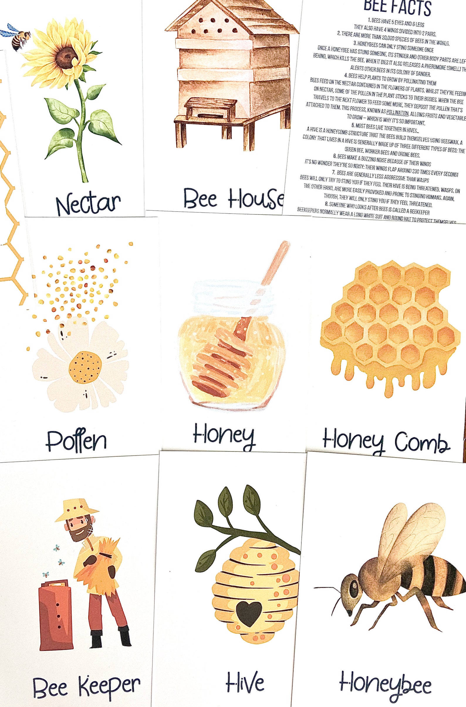 Bee Flashcards Honeybee Flashcards Nature Flashcards Bee Study ...