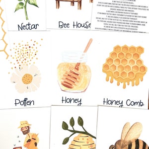 Bee Flashcards | Honeybee Flashcards | Nature Flashcards | Bee Study ...
