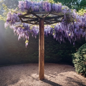 Plans for Amazing Wisteria Umbrella Frame 1.8m X 1.8m Spread 2.4m ...