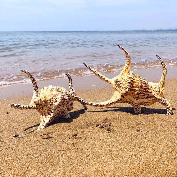 Hexagonal Conch Natural Shell Conch Creative Gift Mediterranean Home ...