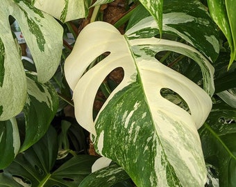 Rare Monstera Plant | Etsy