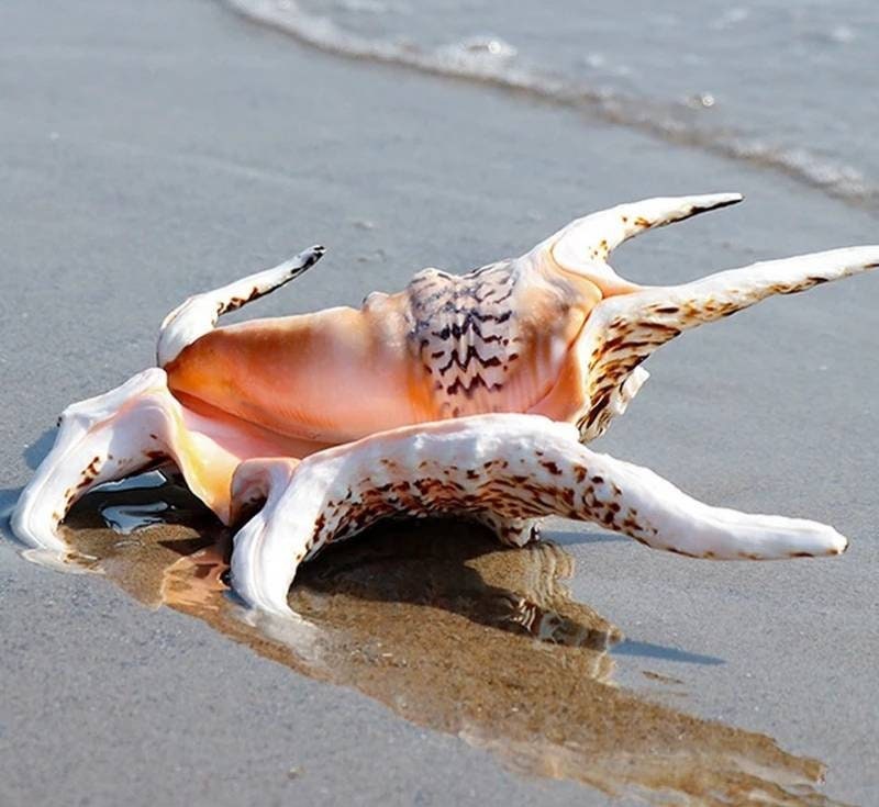 Hexagonal Conch Natural Shell Conch Creative Gift Mediterranean Home ...