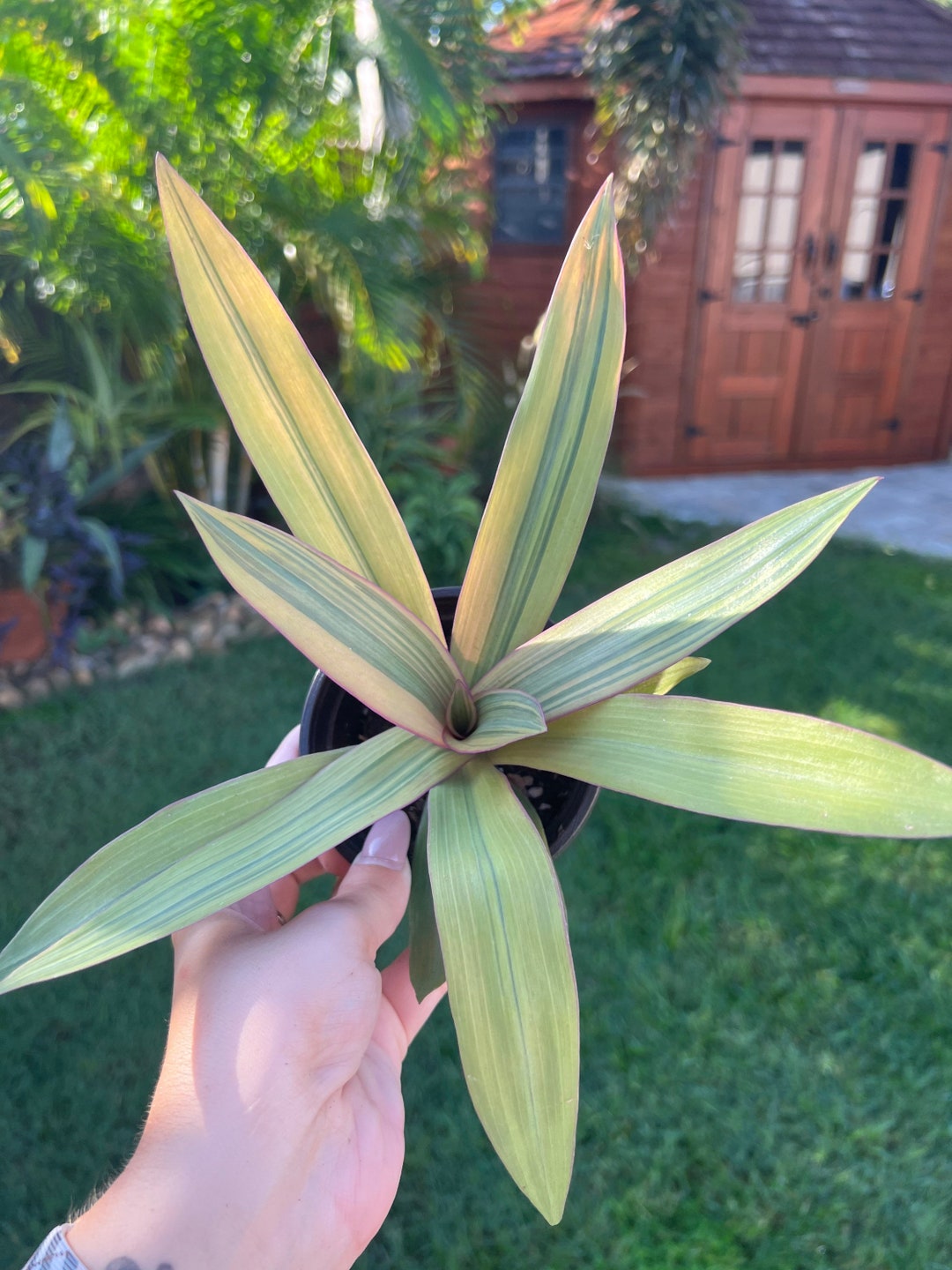 Live Rooted Rhoeo sitaras Gold tradescantia Spathacea - Etsy