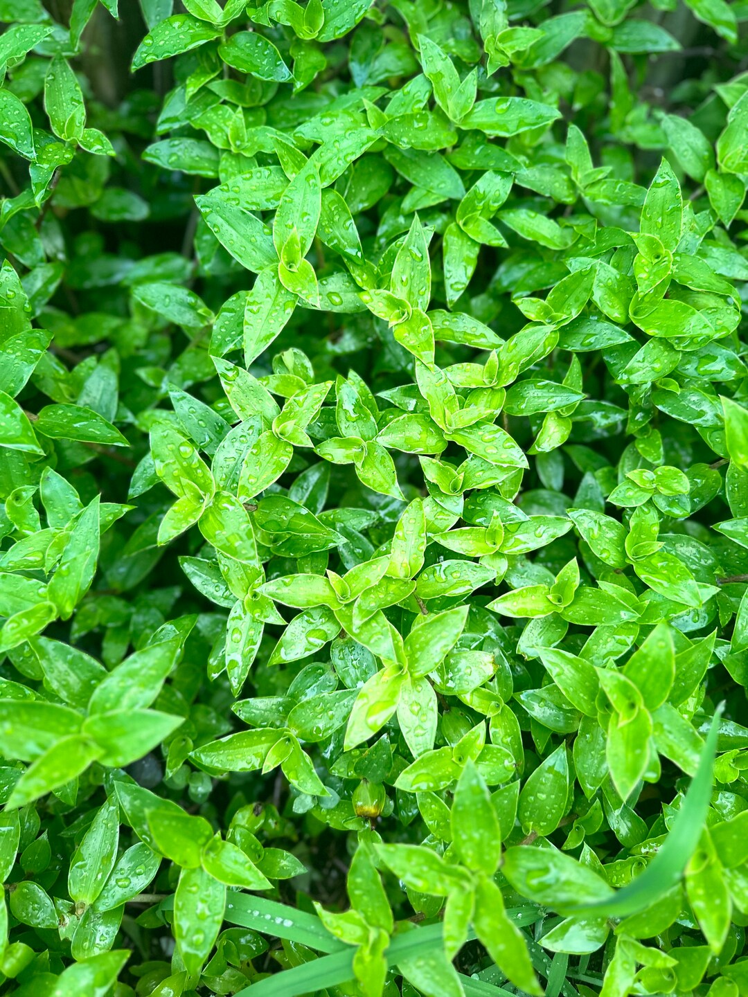 20 Callisia Repens wild Type CUTTINGS - Etsy