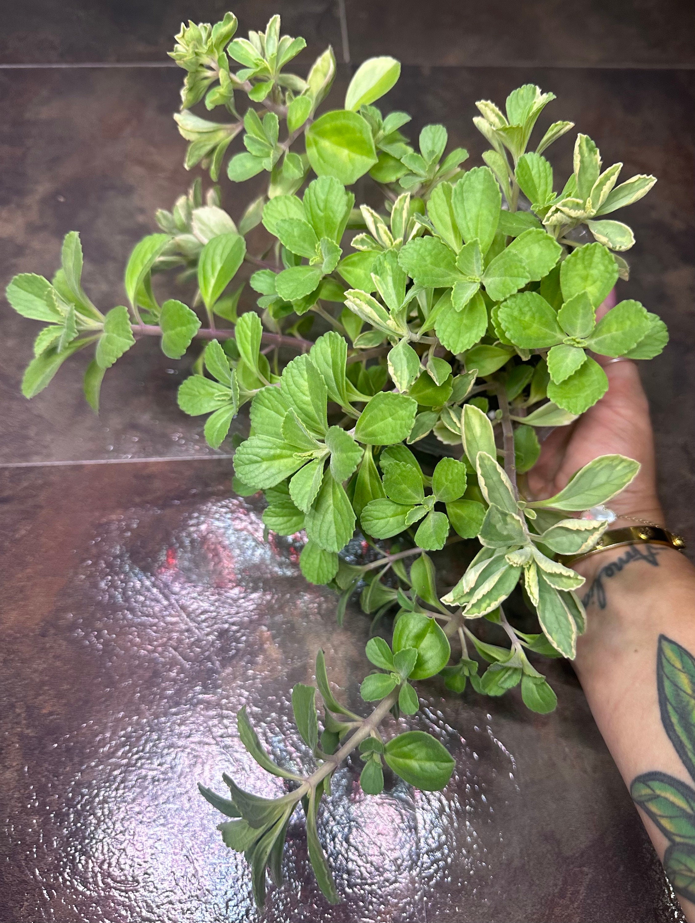 Live 4 Rooted Plectranthus Neochilus mikes Fuzzy Wuzzy Variegated ...