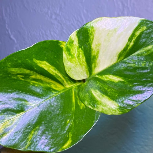 Pothos Bundle - Etsy