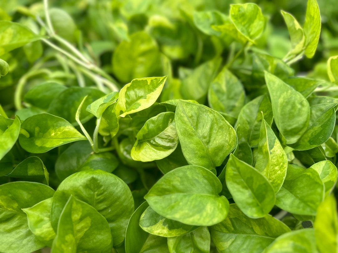 Buy 1 Get 1 Rare Lemon Meringue Pothos CUTTINGS L Epipremnum - Etsy