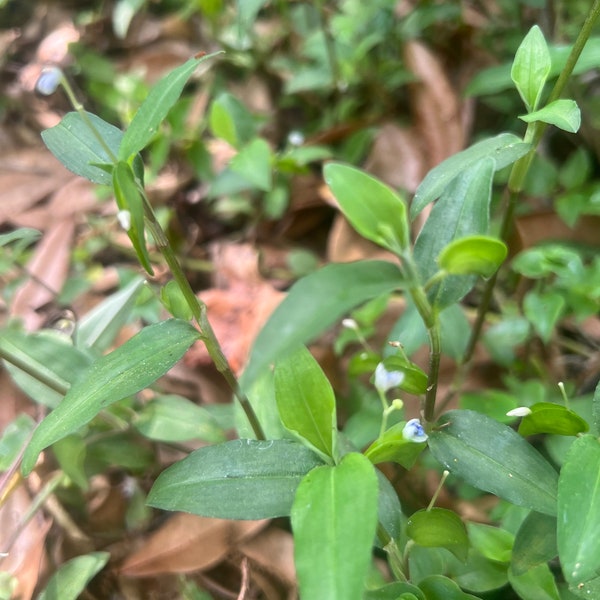 Spiderwort - Etsy