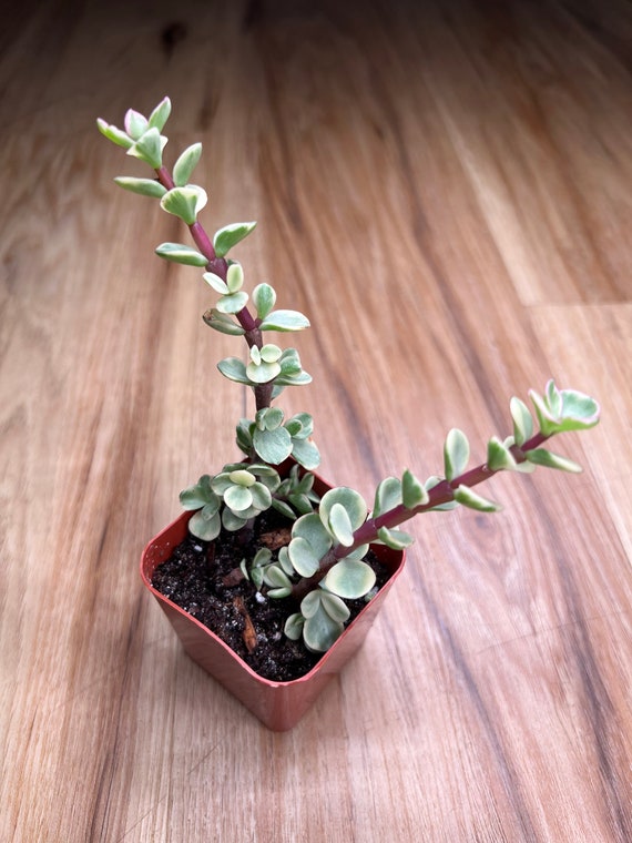 LIVE Variegated Elephant Bush l Portulacaria Afra l Rainbow Bush ...