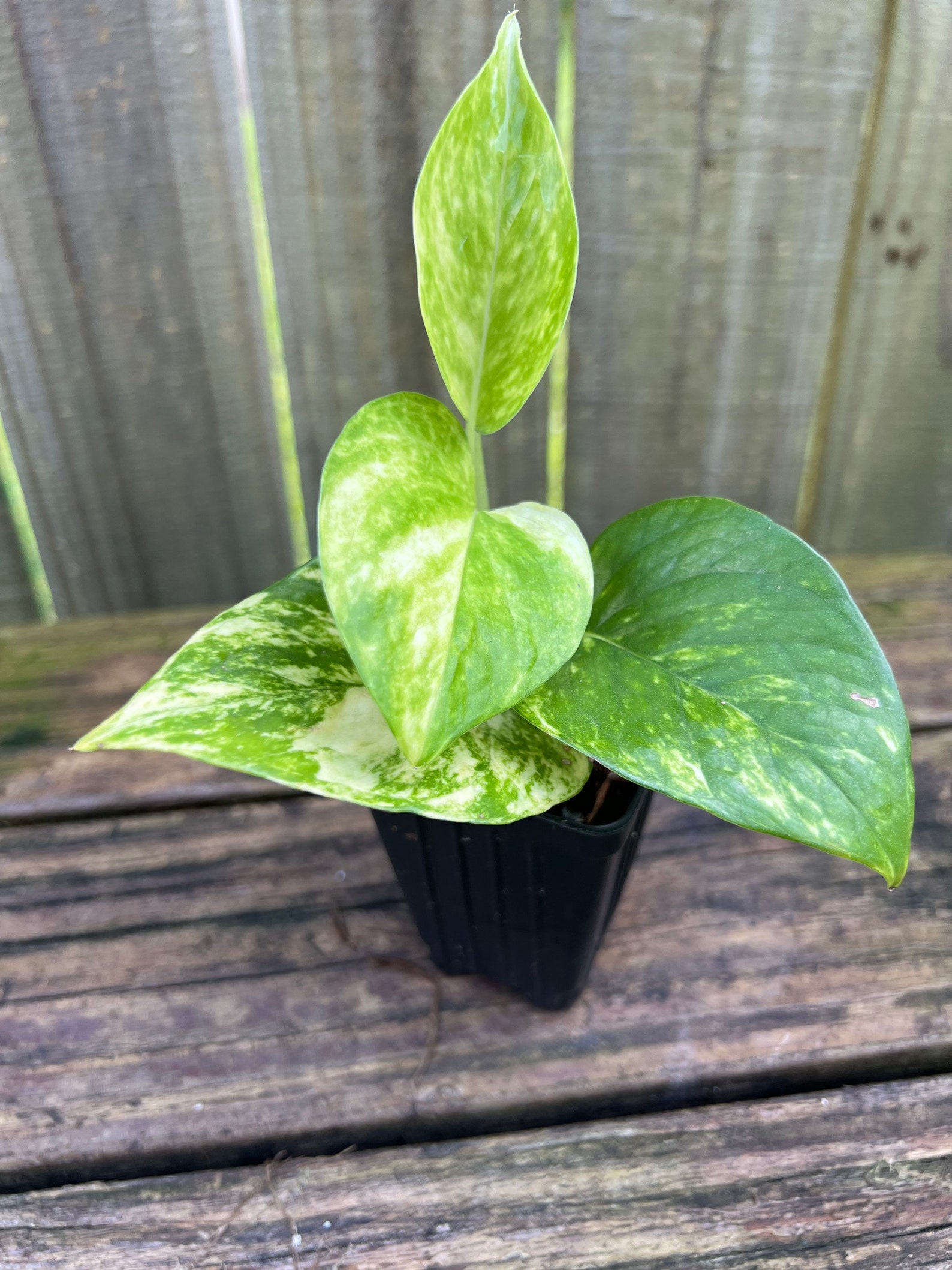 Live 2 Rooted Hawaiian Pothos L Epipremnum Aureum - Etsy