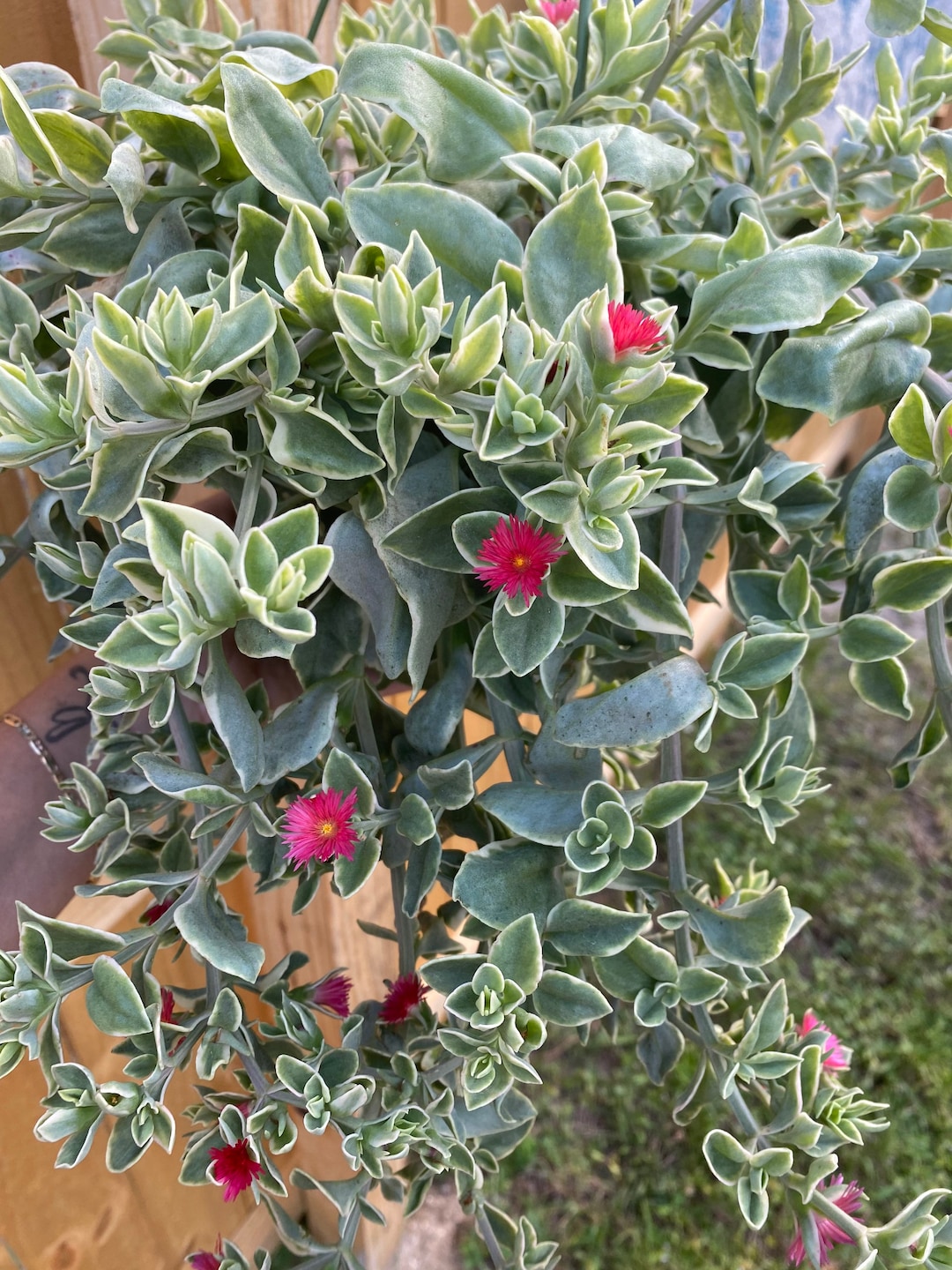 LIVE Dorotheanthus Mezoo Trailing Red L Variegated Baby Sun Rose L ...