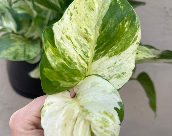 Rare Epipremnum Harlequin RARE Super White Cultivar of Epipremnum ...