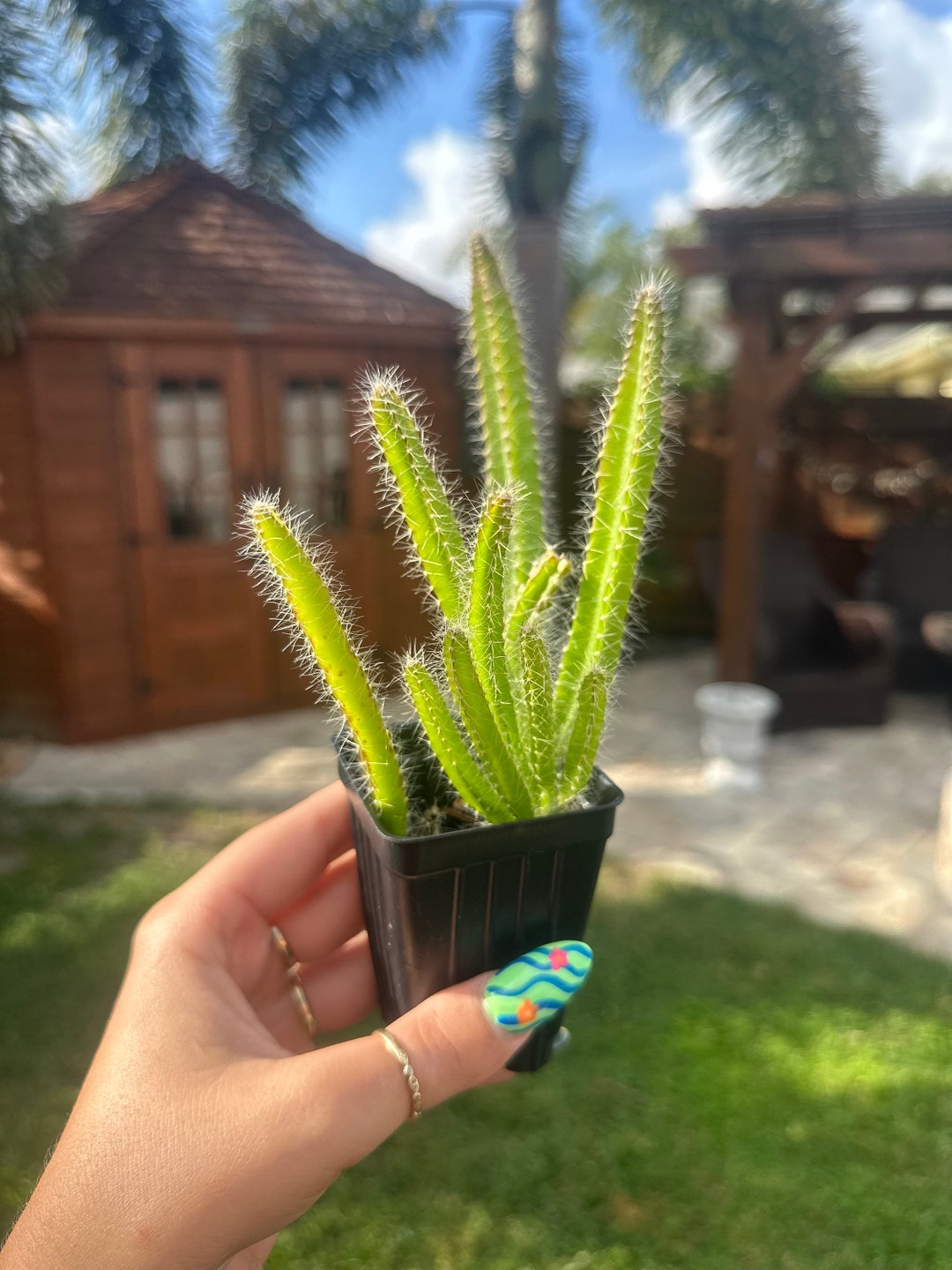 Live 2 Rooted Dog Tail Cactus L Strophocactus Testudo L Selenicereus ...