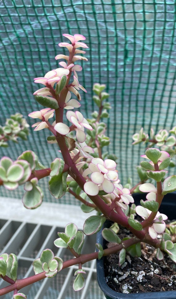 LIVE Variegated Elephant Bush l Portulacaria Afra l Rainbow Bush ...