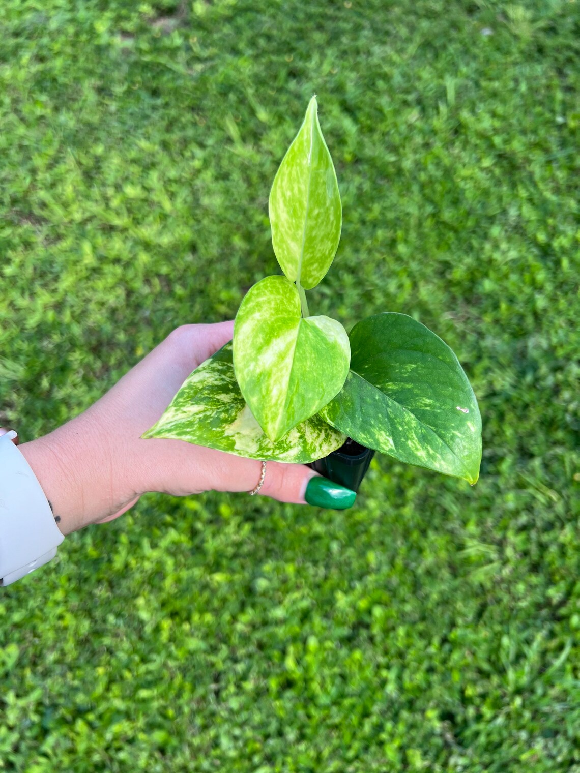 Live 2 Rooted Hawaiian Pothos L Epipremnum Aureum - Etsy