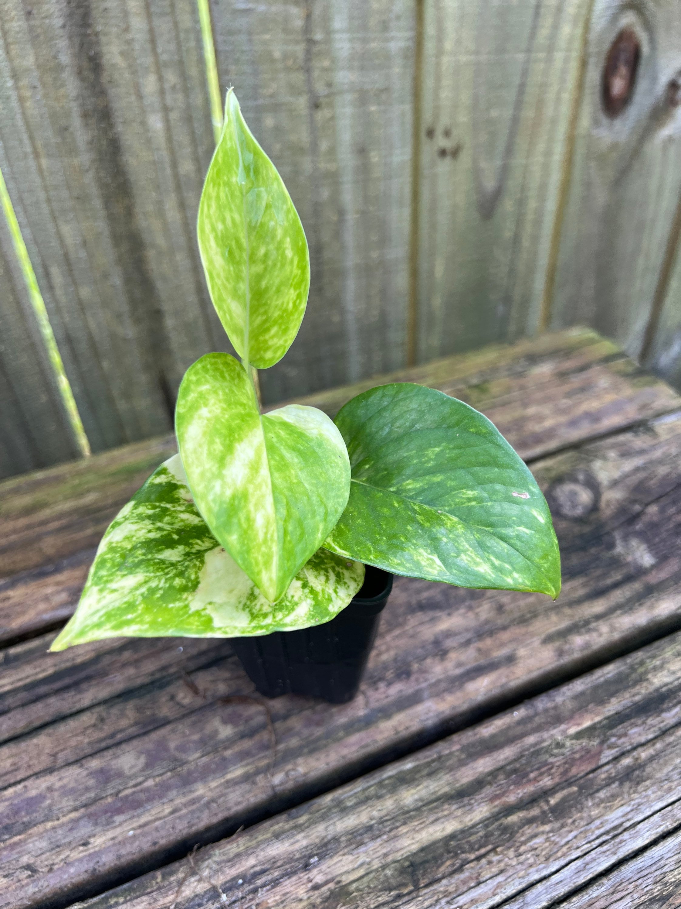 Live 2 Rooted Hawaiian Pothos L Epipremnum Aureum - Etsy