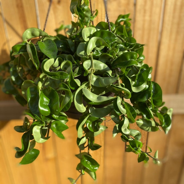 Hoya Rope Plant - Etsy
