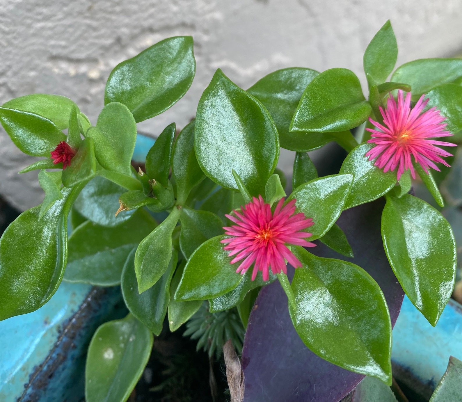 LIVE Dorotheanthus Mezoo Trailing Red L Variegated Baby Sun - Etsy Ireland