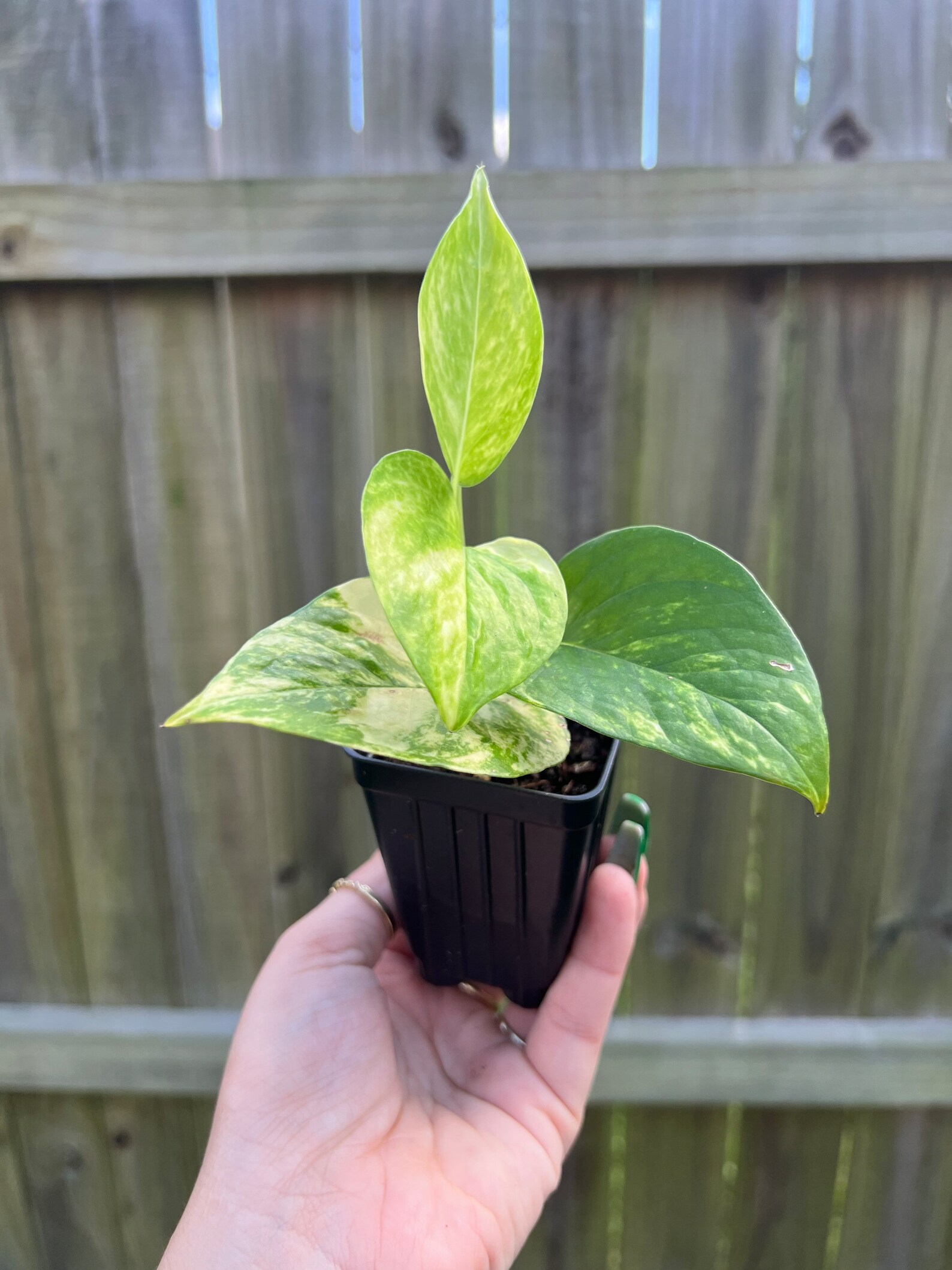 Live 2 Rooted Hawaiian Pothos L Epipremnum Aureum - Etsy