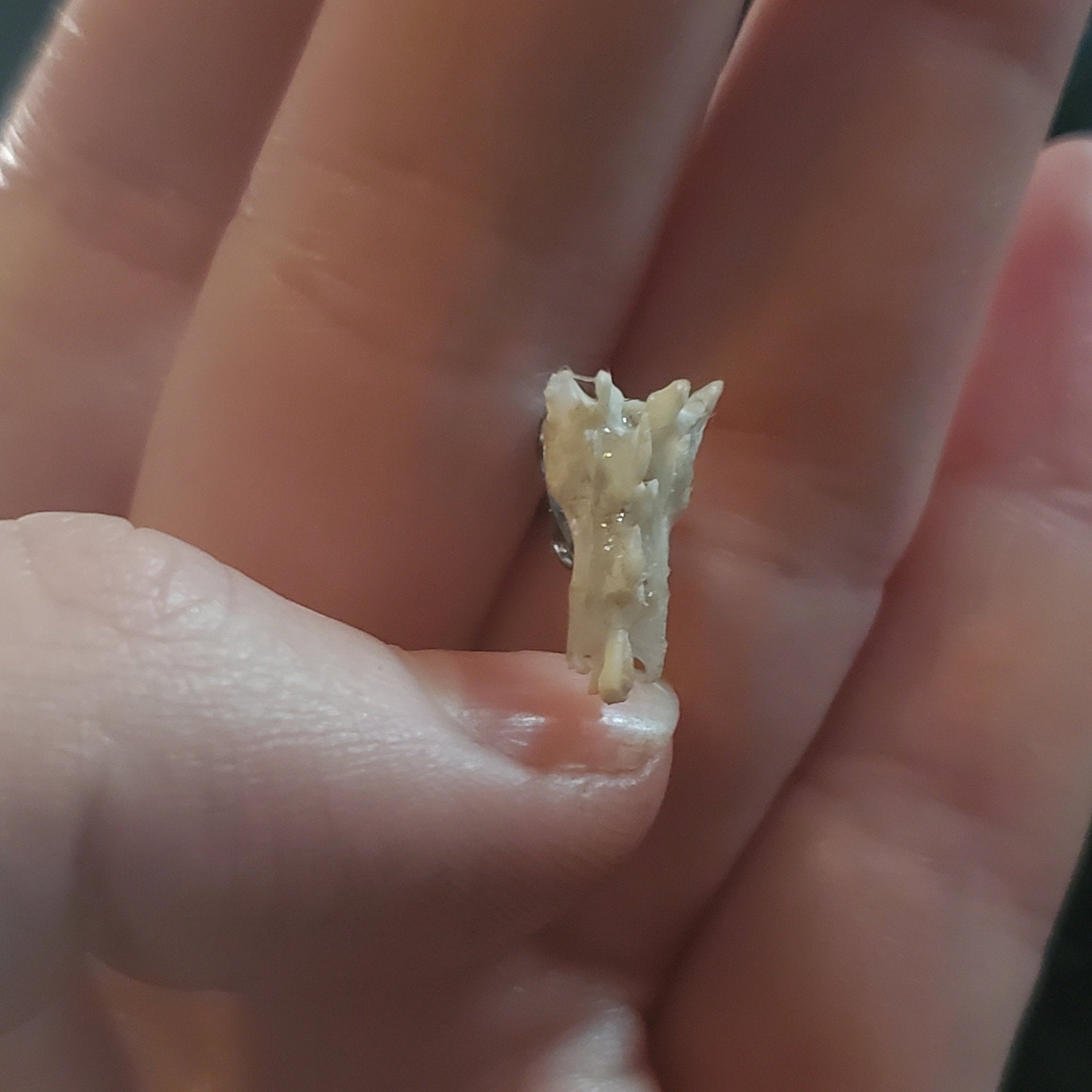 Real Rodent Spine Stud single - Etsy UK