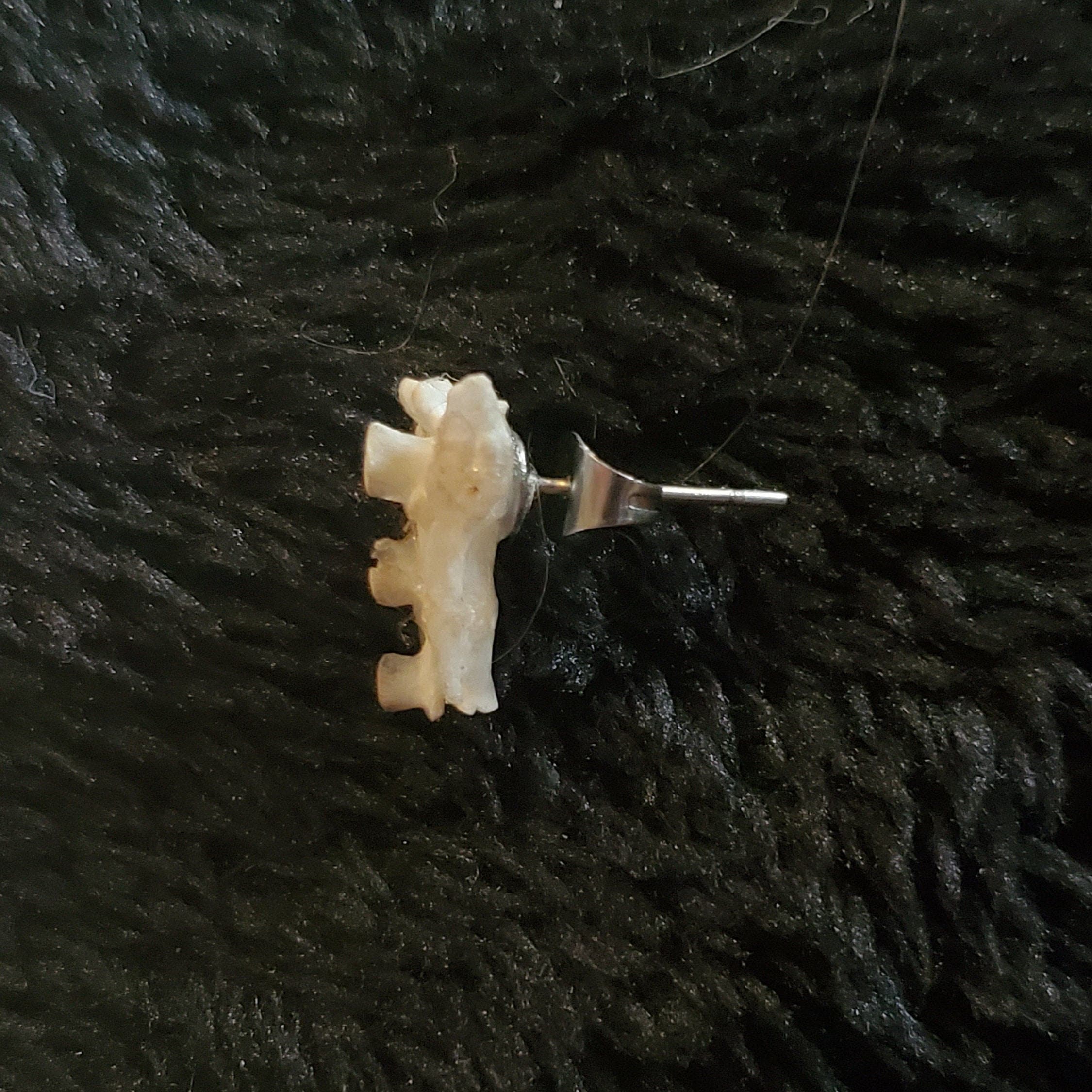 Real Rodent Spine Stud (single) - Etsy UK