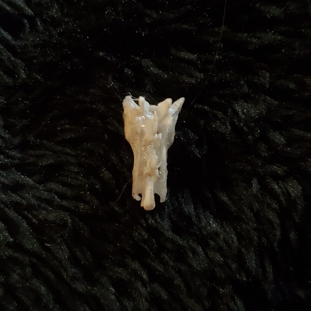 Real Rodent Spine Stud (single) - Etsy UK