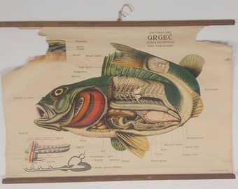 Vintage Pull Down Poster - Etsy