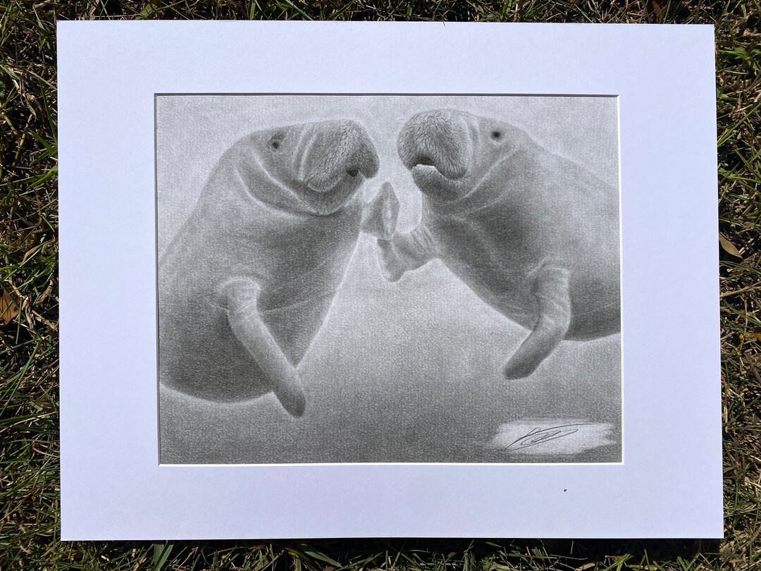 Manatee Graphite Pencil Drawing - Etsy